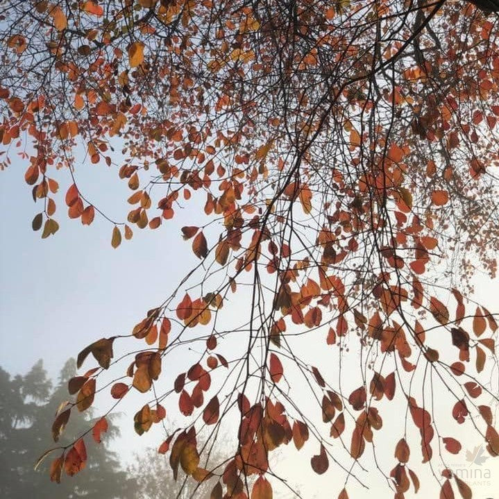 Nyssa sylvatica Autumn Cascades