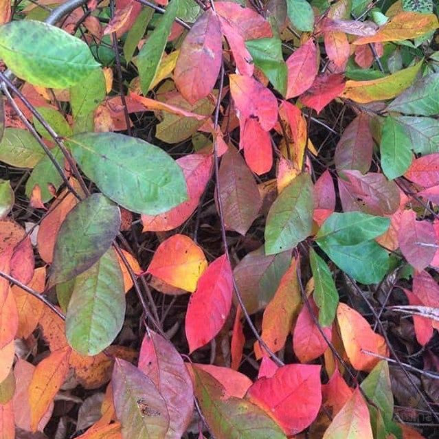 Nyssa sylvatica Autumn Cascades