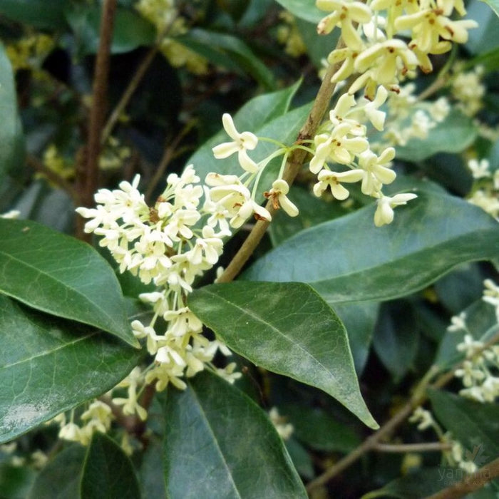 Osmanthus fragrans