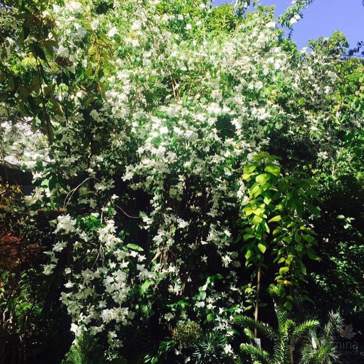 Philadelphus virginalis
