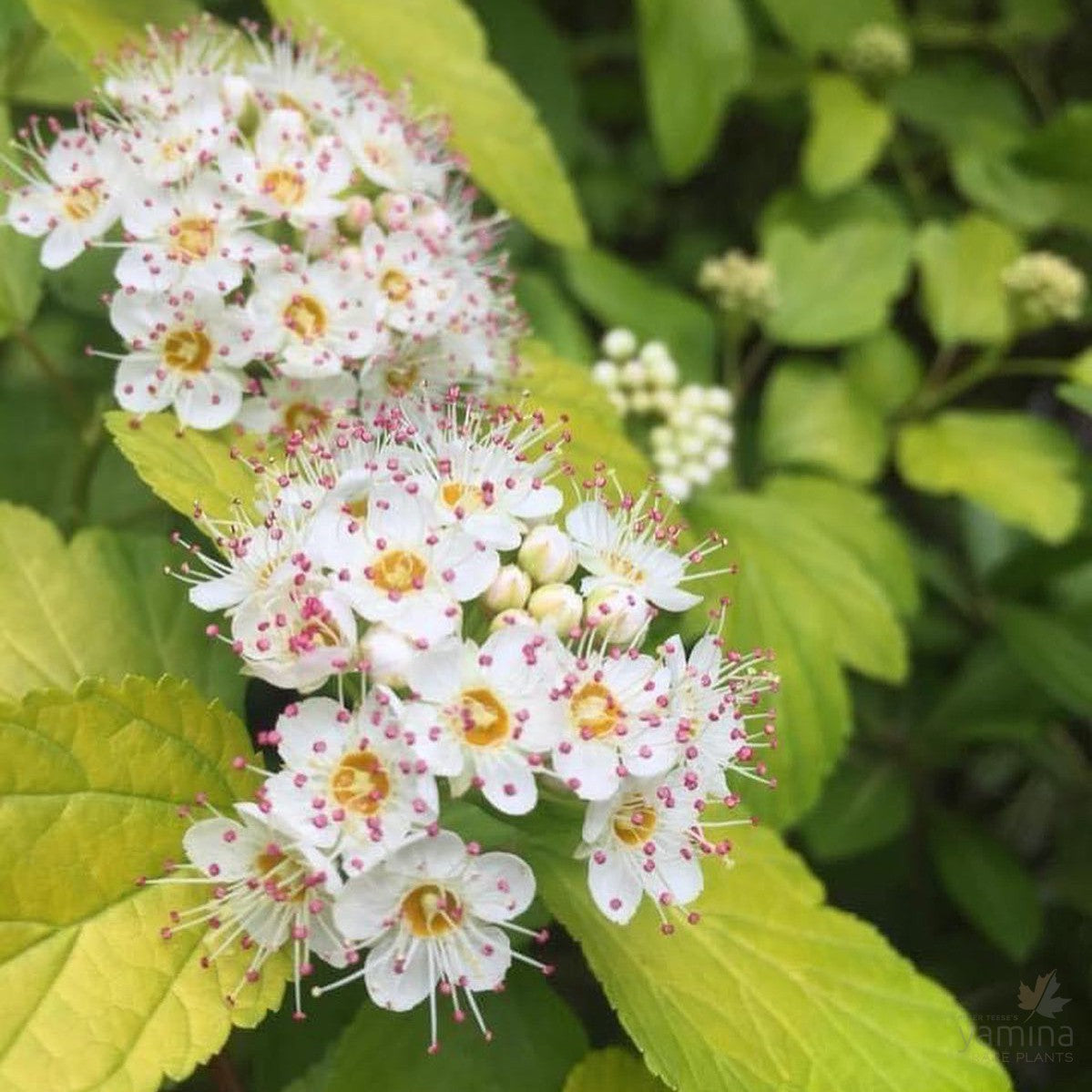 Physocarpus opulifolius Darts Gold