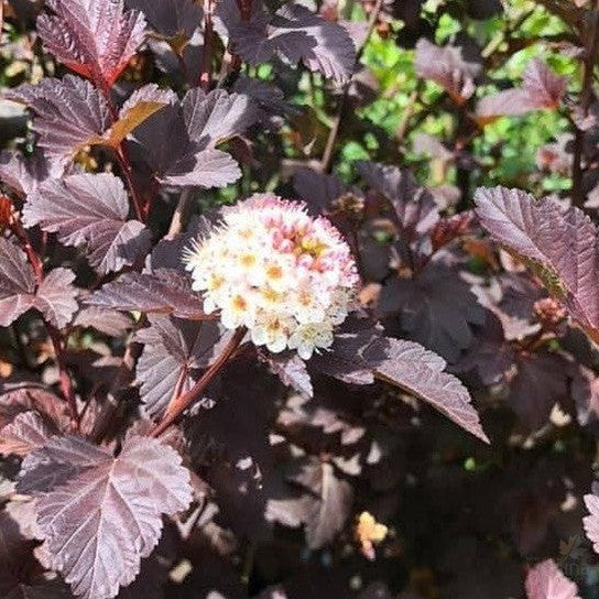 Physocarpus opulifolius Diabolo