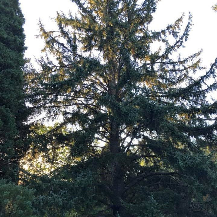 Picea sitchensis