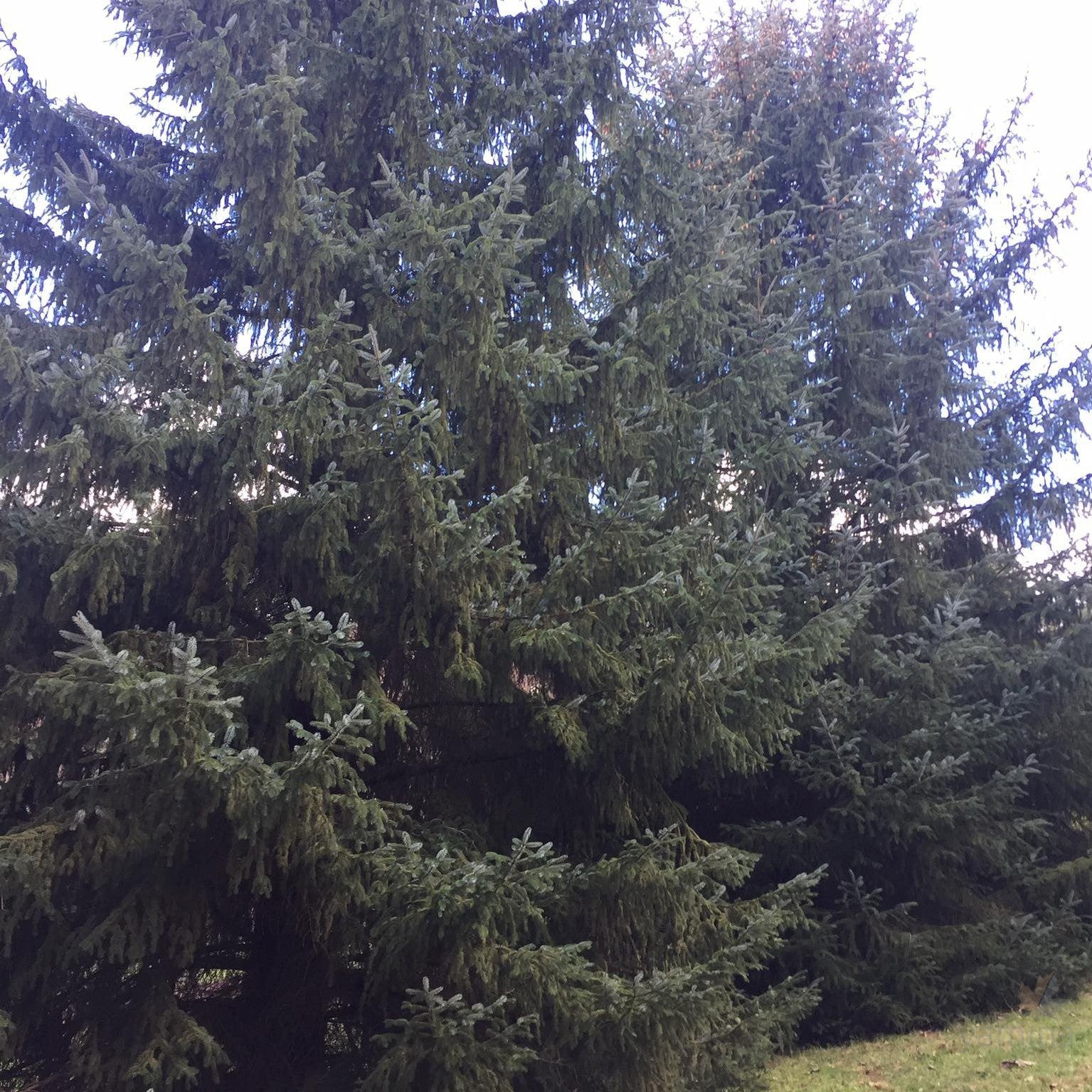 Picea sitchensis