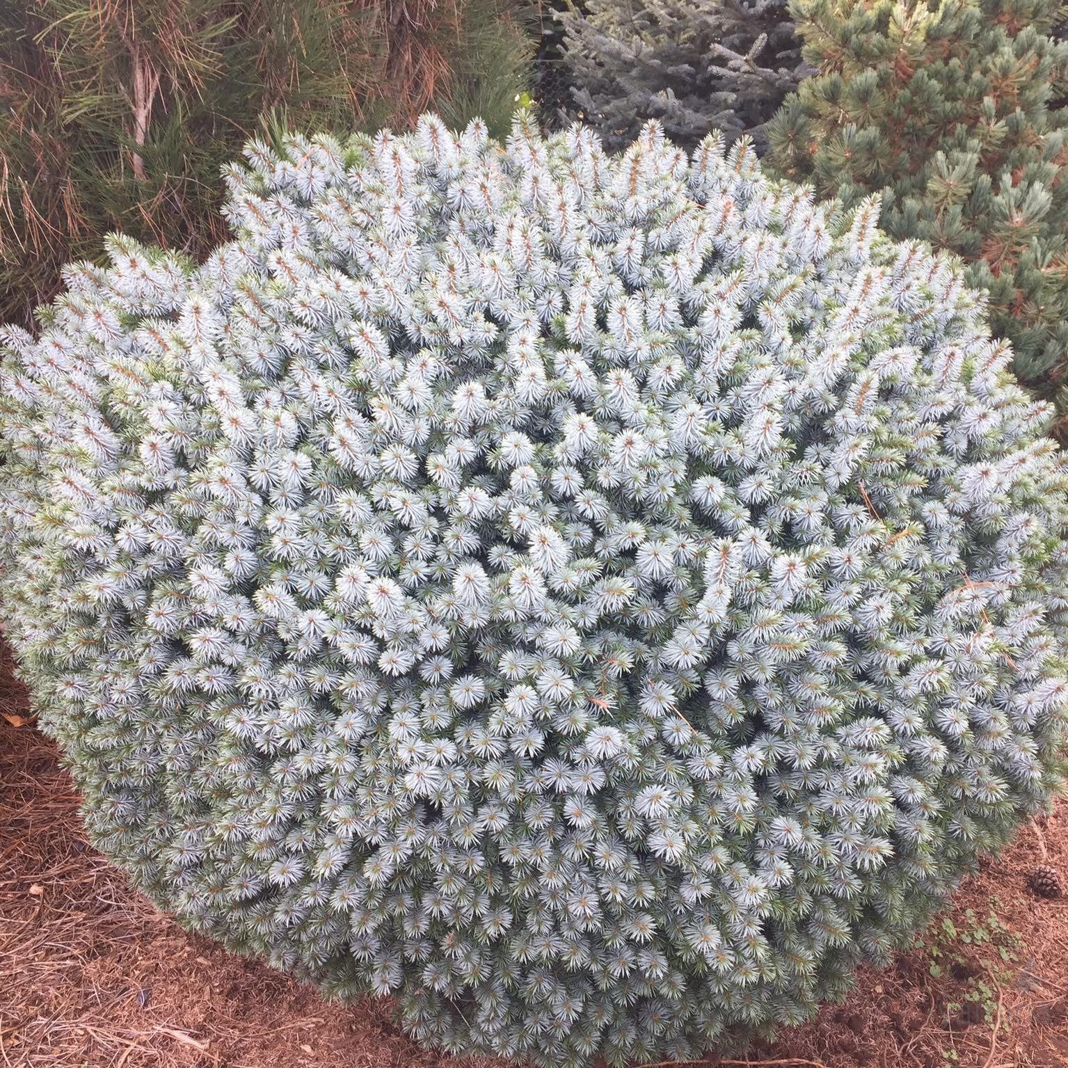 Picea sitchensis Tenas