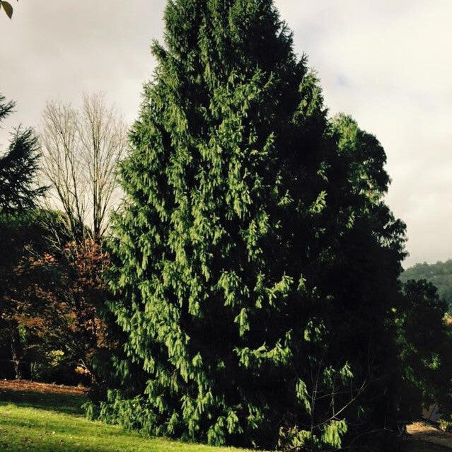 Picea smithiana (Himalayan Spruce)