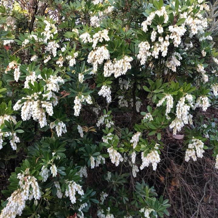 Pieris japonica Temple Bells