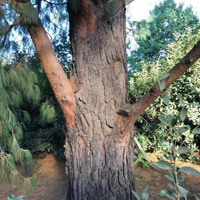 Pinus patula