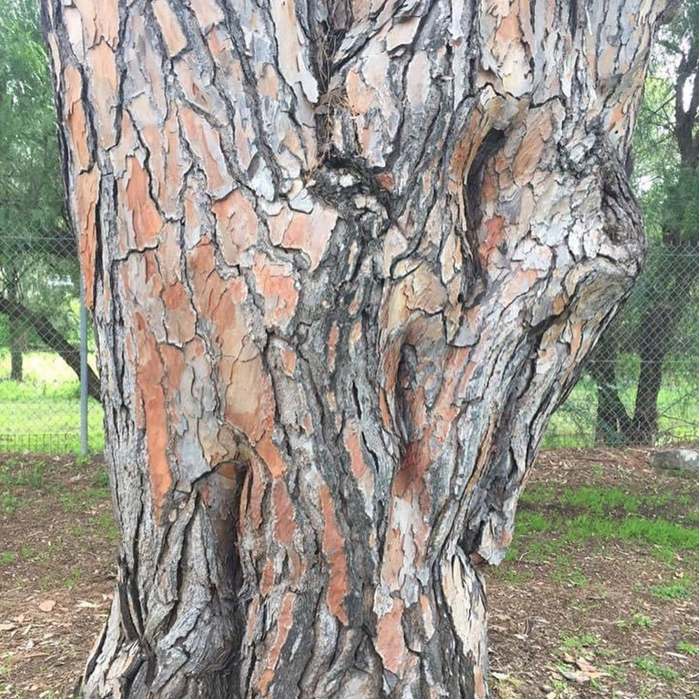 Pinus pinea (Stone or Umbrella Pine)