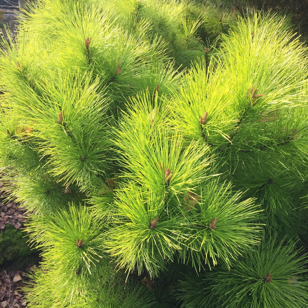 Pinus radiata Goldie