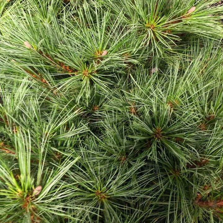 Pinus strobus Merrimack