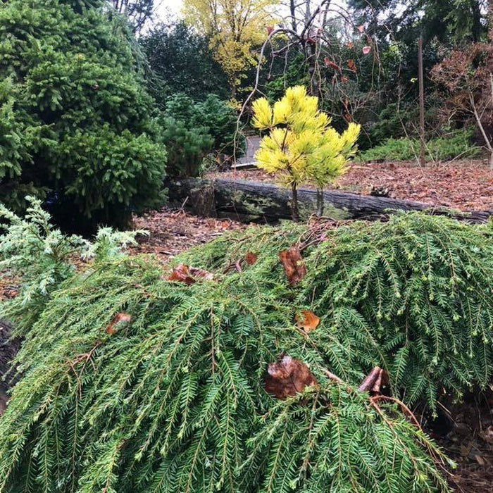 Pinus sylvestris Gold Coin