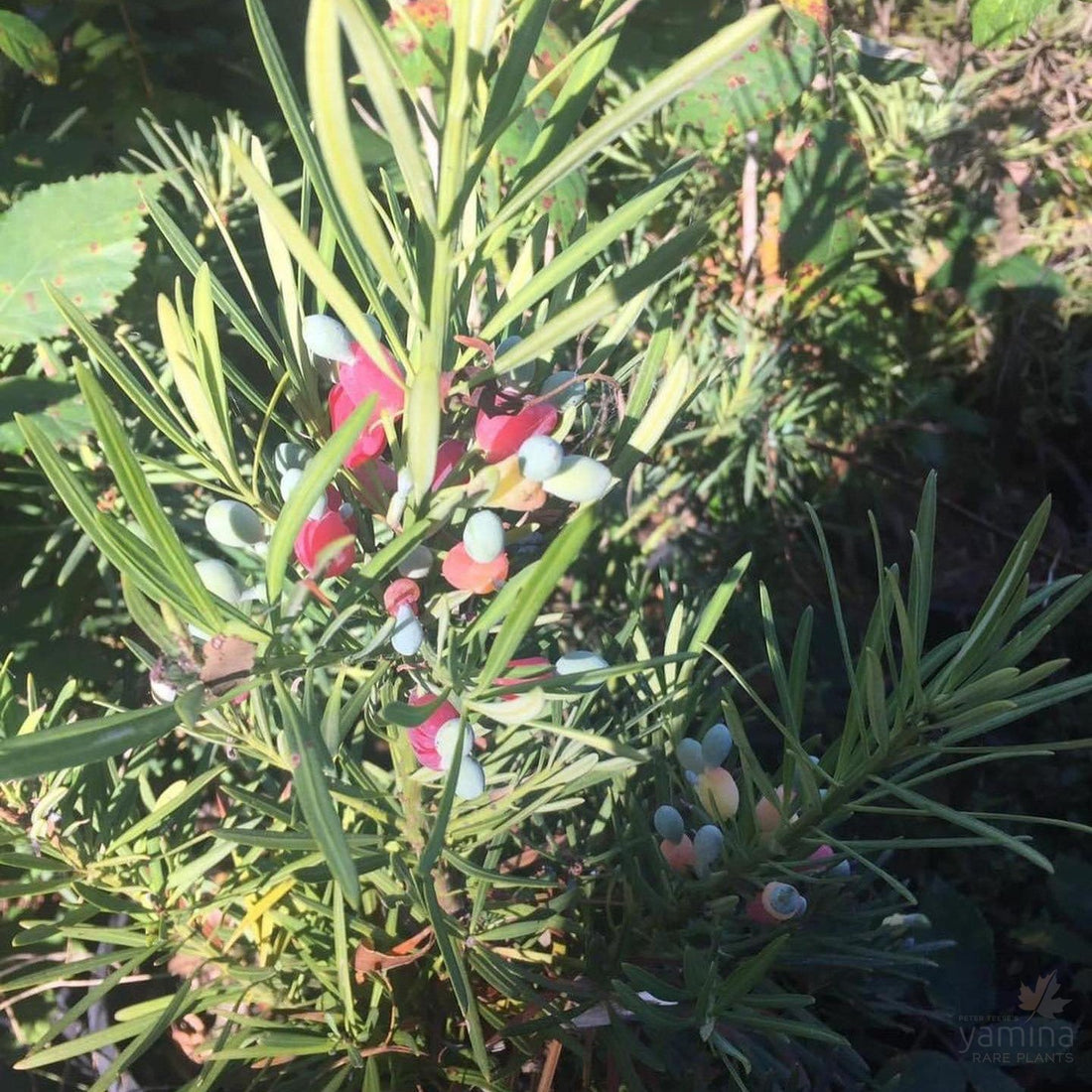 Podocarpus macrophyllus Maki