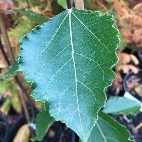 Populus tremula (Aspen)