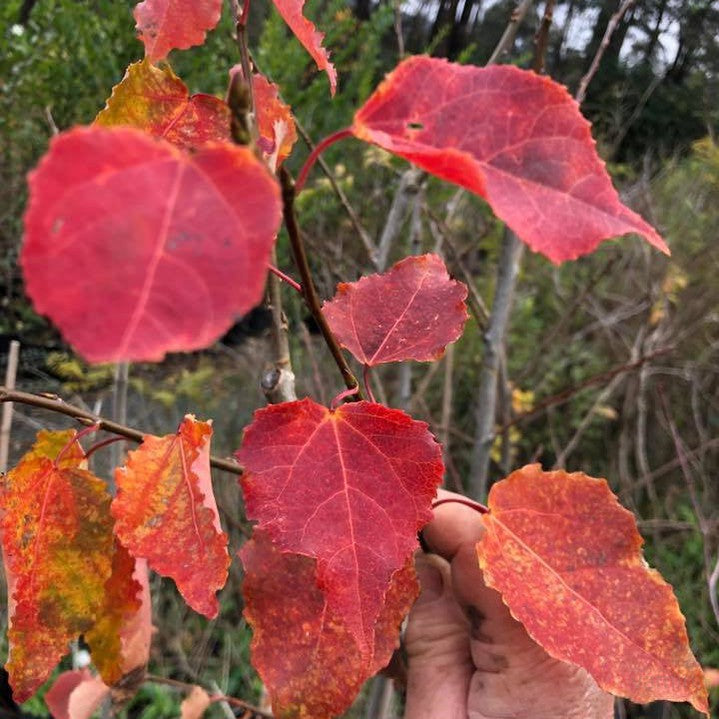 Populus tremuloides (Quaking Red)