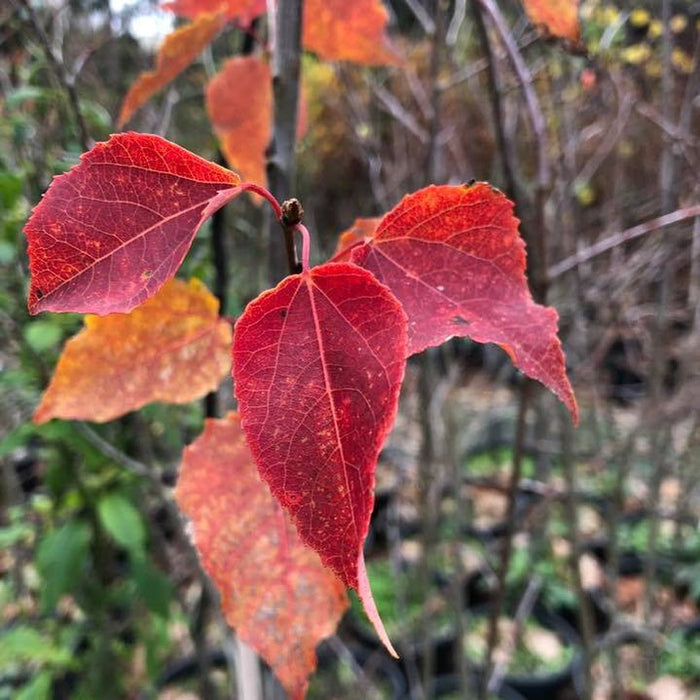 Populus tremuloides (Quaking Red)