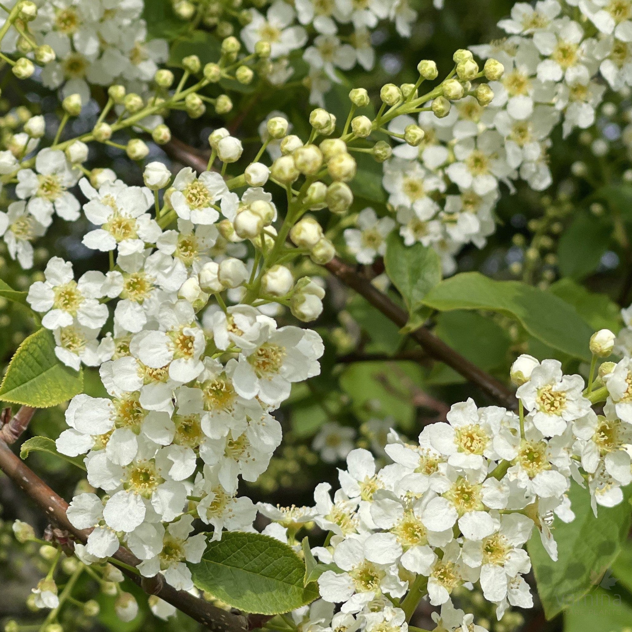 Prunus padus (Bird Cherry)