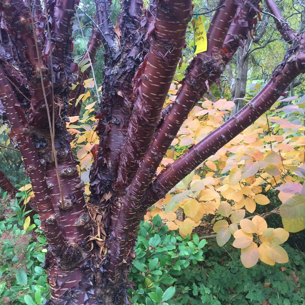 Prunus serrula Tibetica