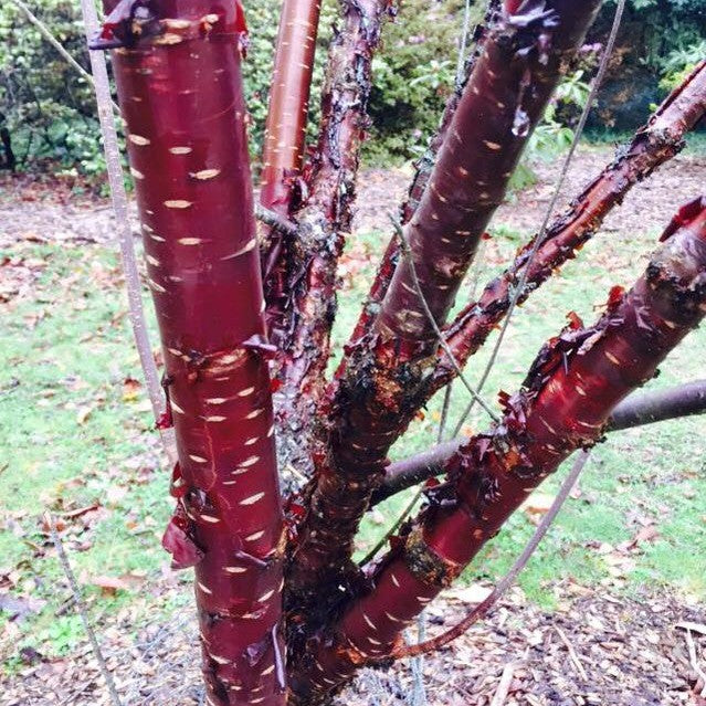 Prunus serrula Tibetica