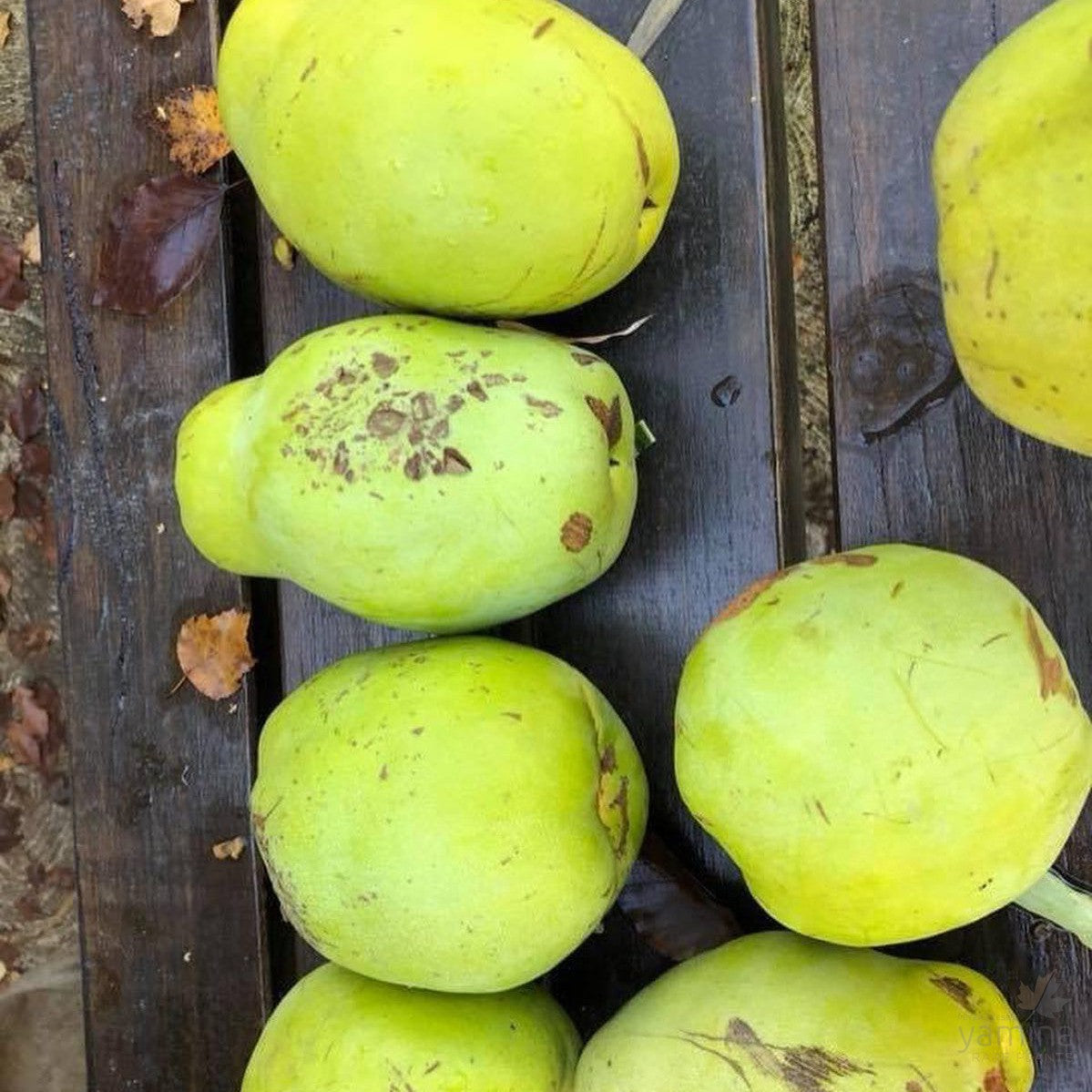 Pseudocydonia sinensis ( syn; Cydonia sinensis )