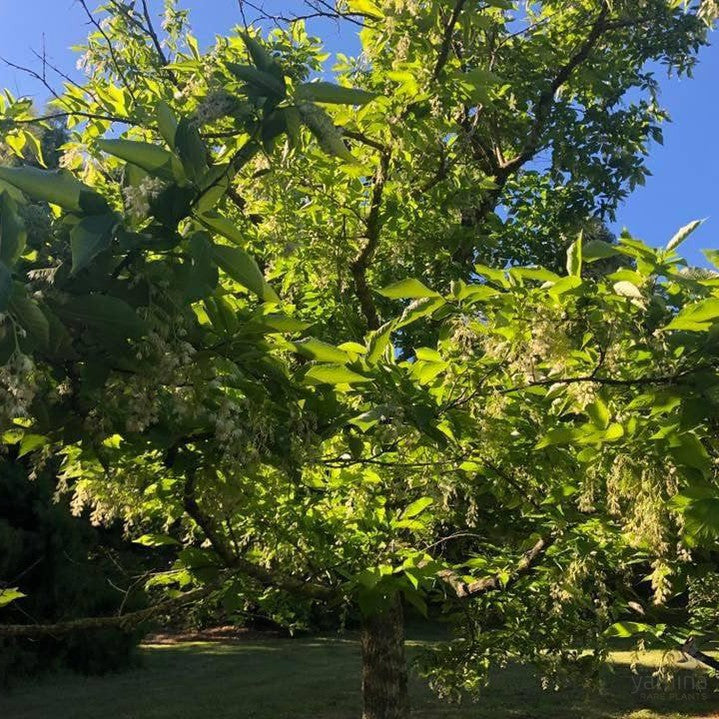 Pterostyrax hispida (Epaulette Tree)