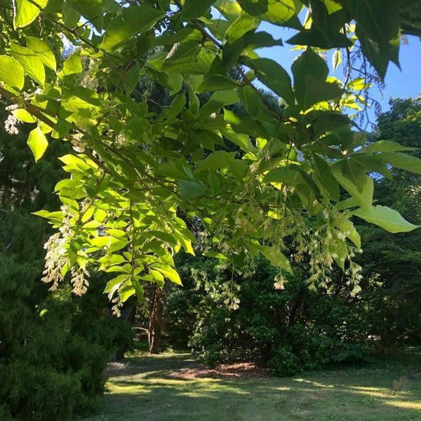 Pterostyrax hispida (Epaulette Tree)