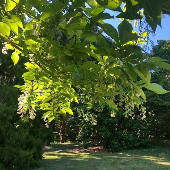Pterostyrax hispida (Epaulette Tree)