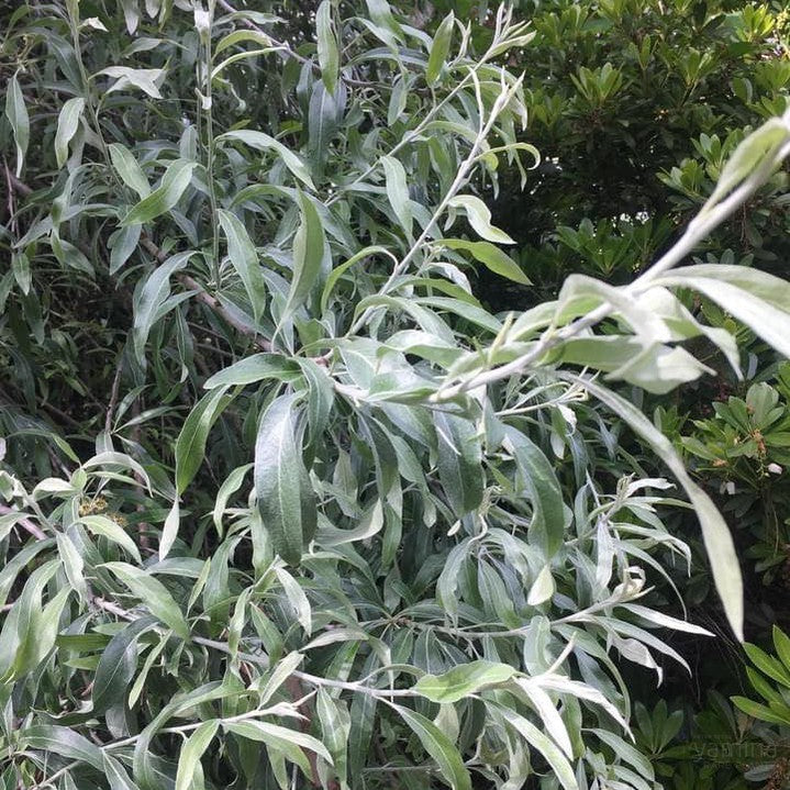 Pyrus salicifolia Pendula std