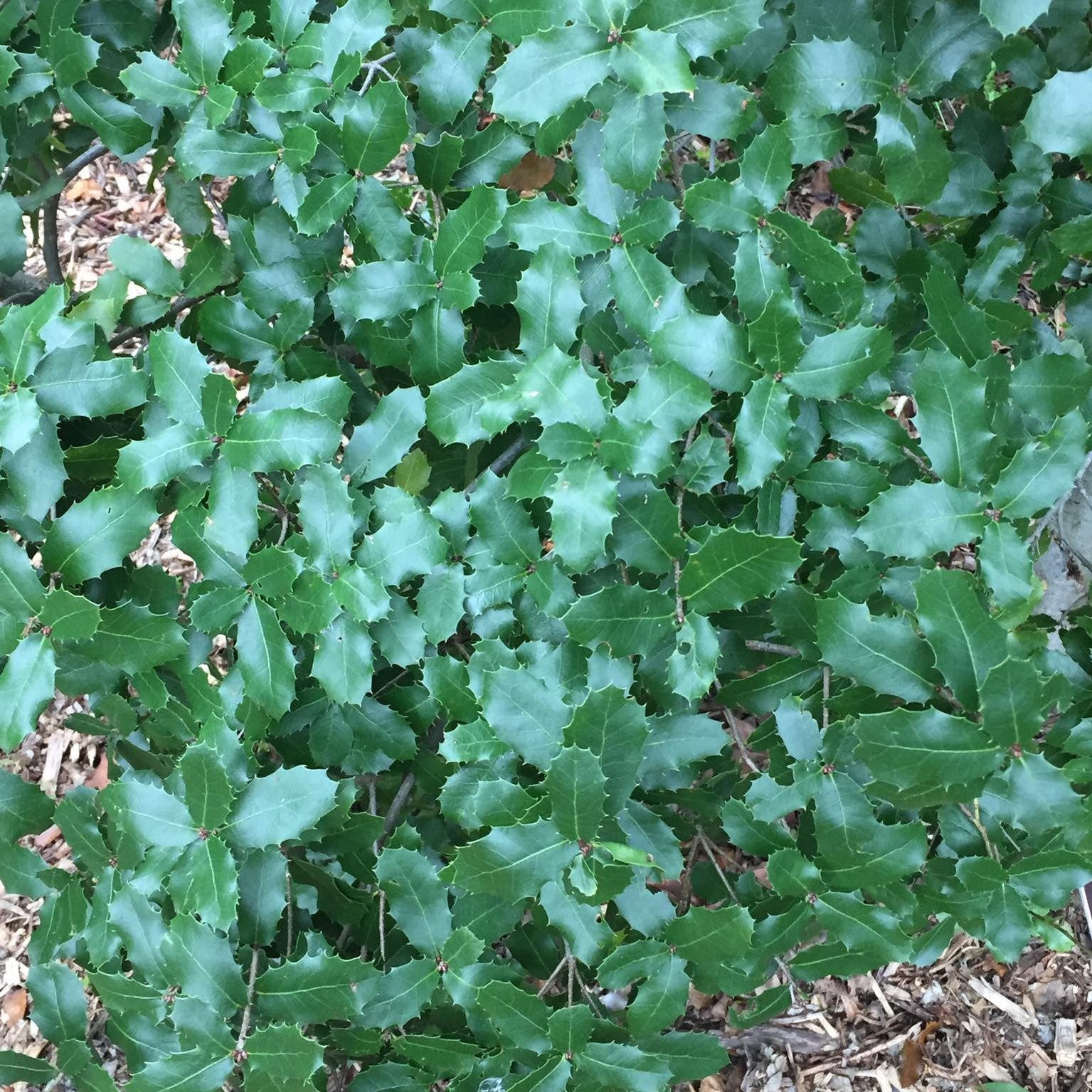 Quercus coccifera