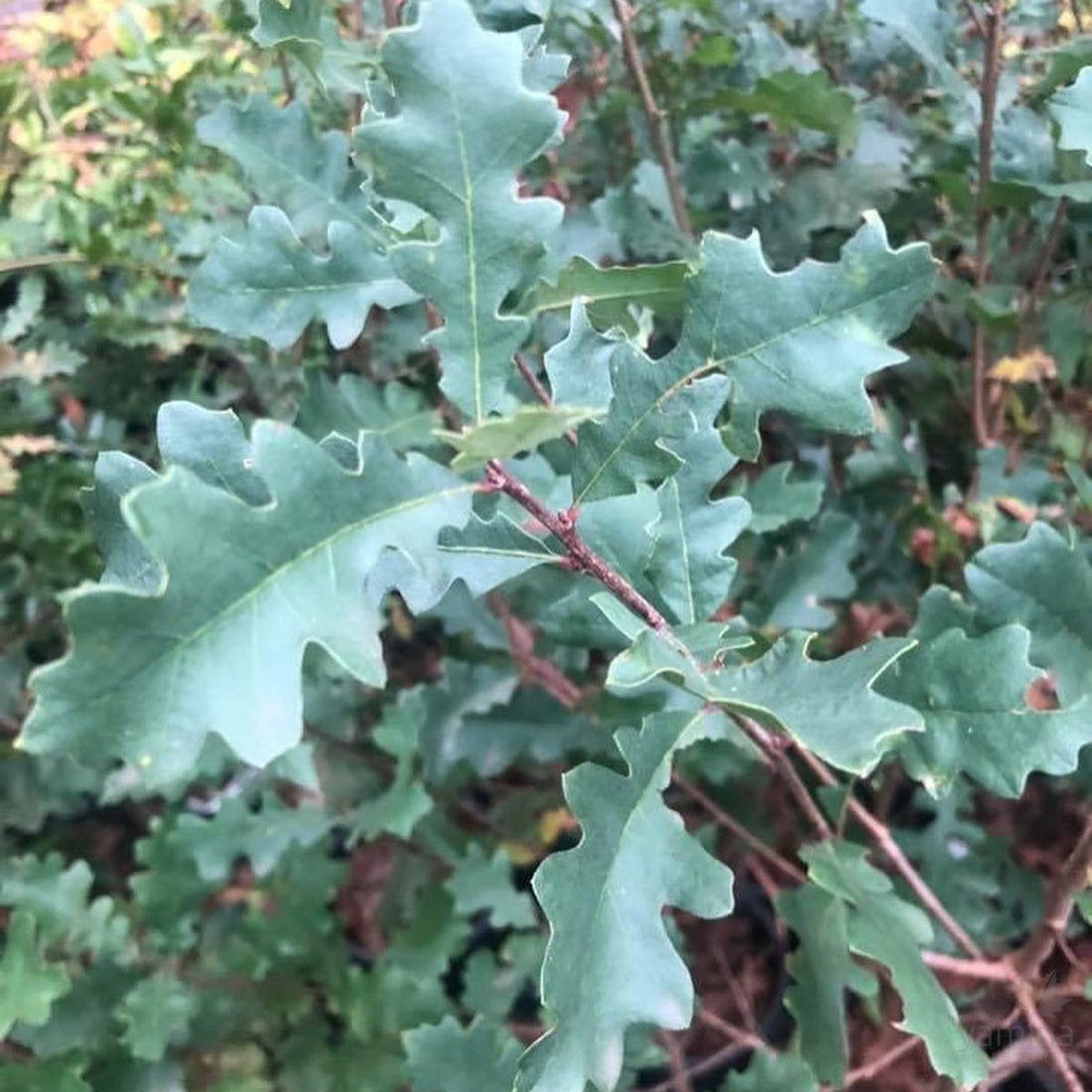 Quercus lobata