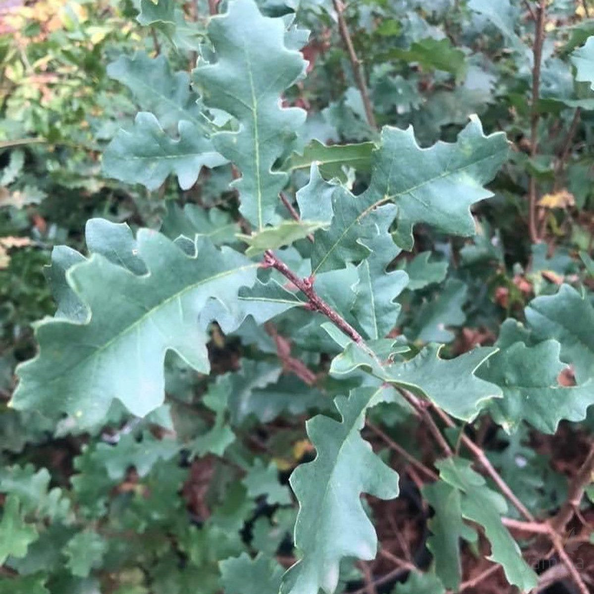 Quercus lobata