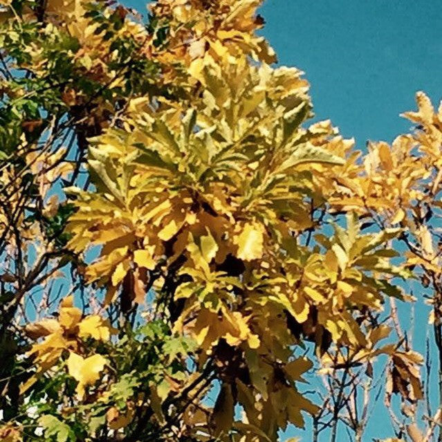 Quercus Mongolica