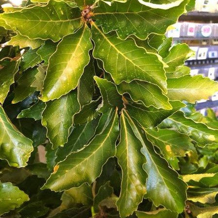 Quercus Mongolica