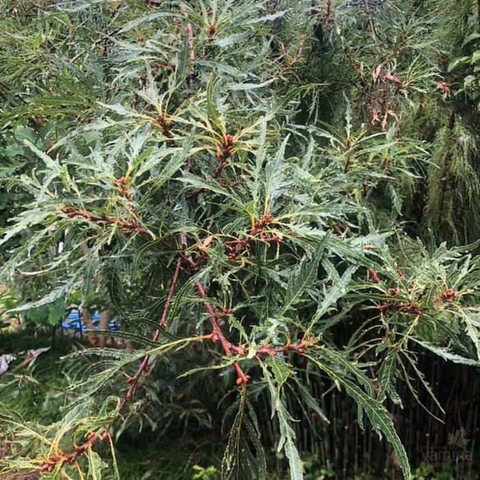 Quercus robur Pectinata