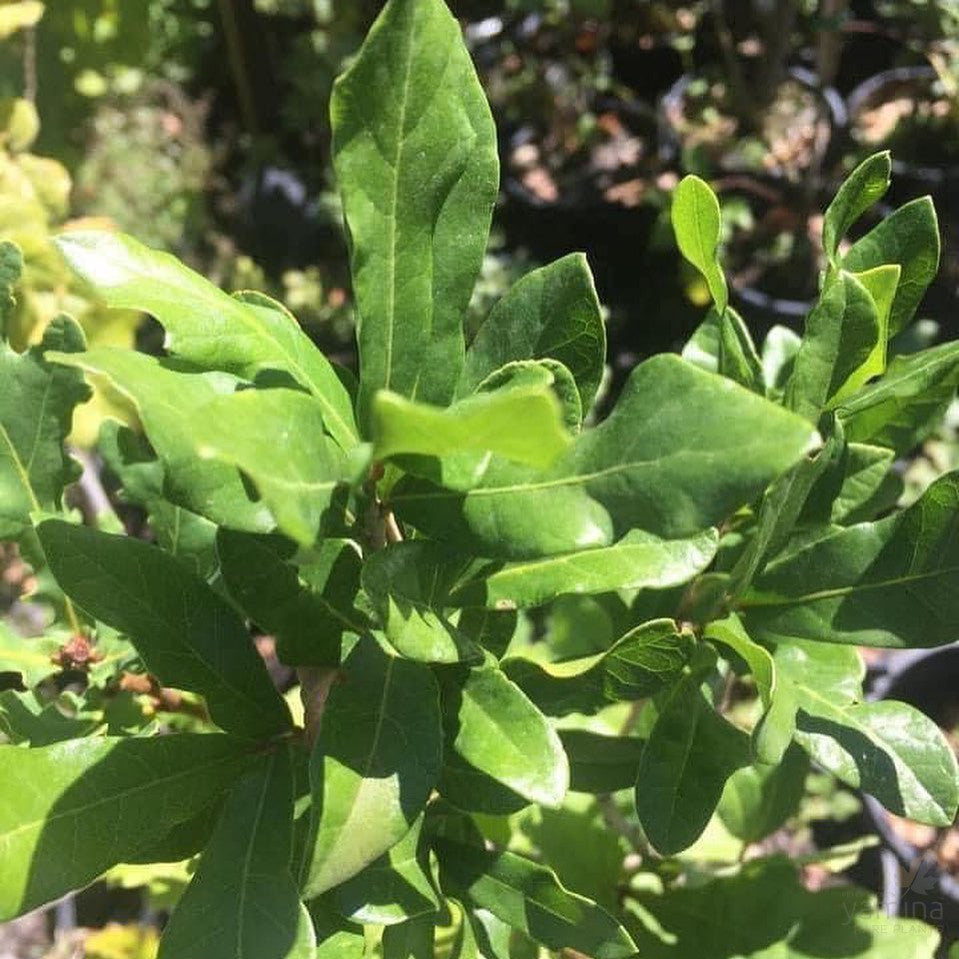 Quercus virginiana (Live oak)