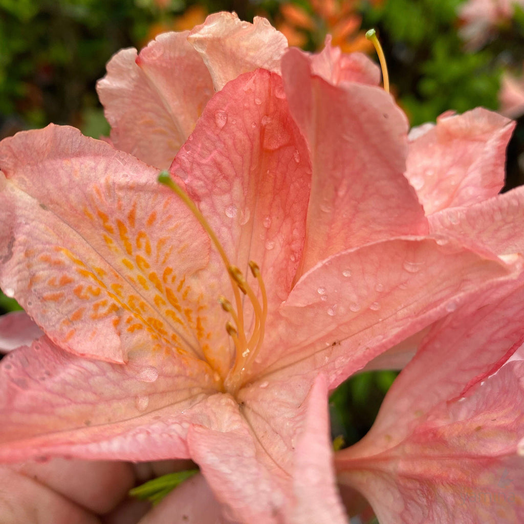 Rhododendron 'Mrs Anthony Koster'