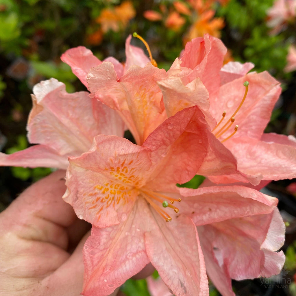Rhododendron 'Mrs Anthony Koster'