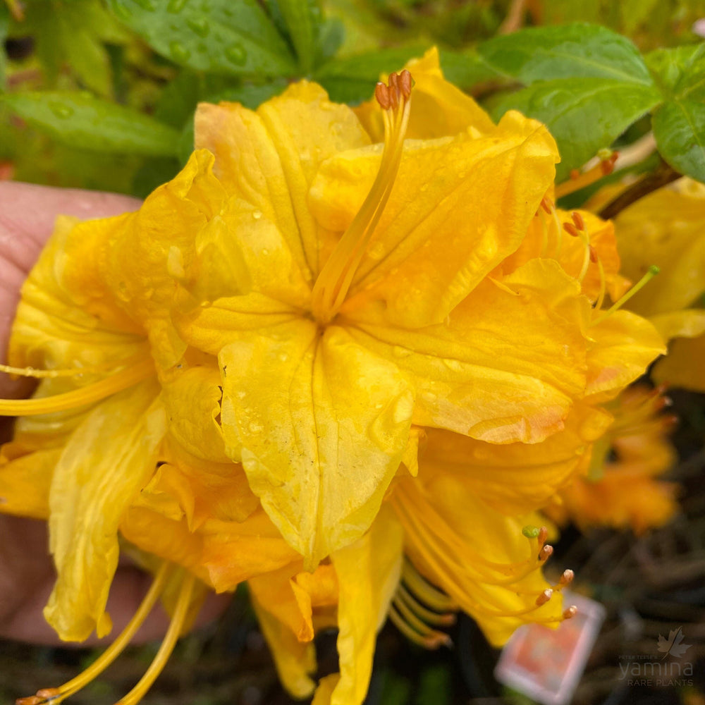 Rhododendron 'Toolangi Gold’