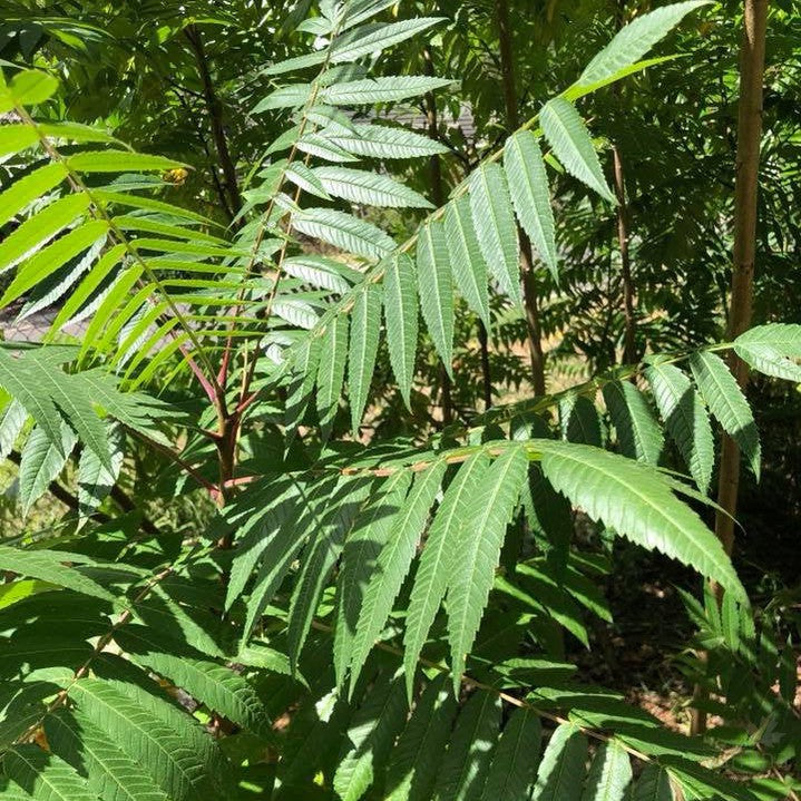 Rhus Glabra Leaves