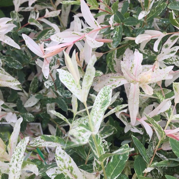 Salix hakuru Nishiki