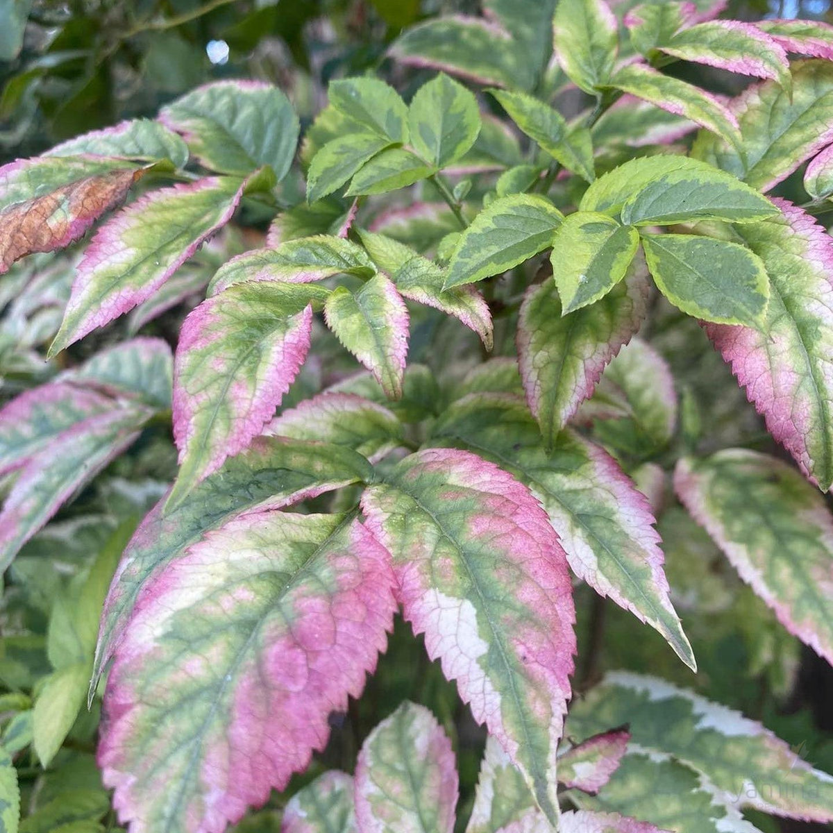 Sambucus nigra Madonna