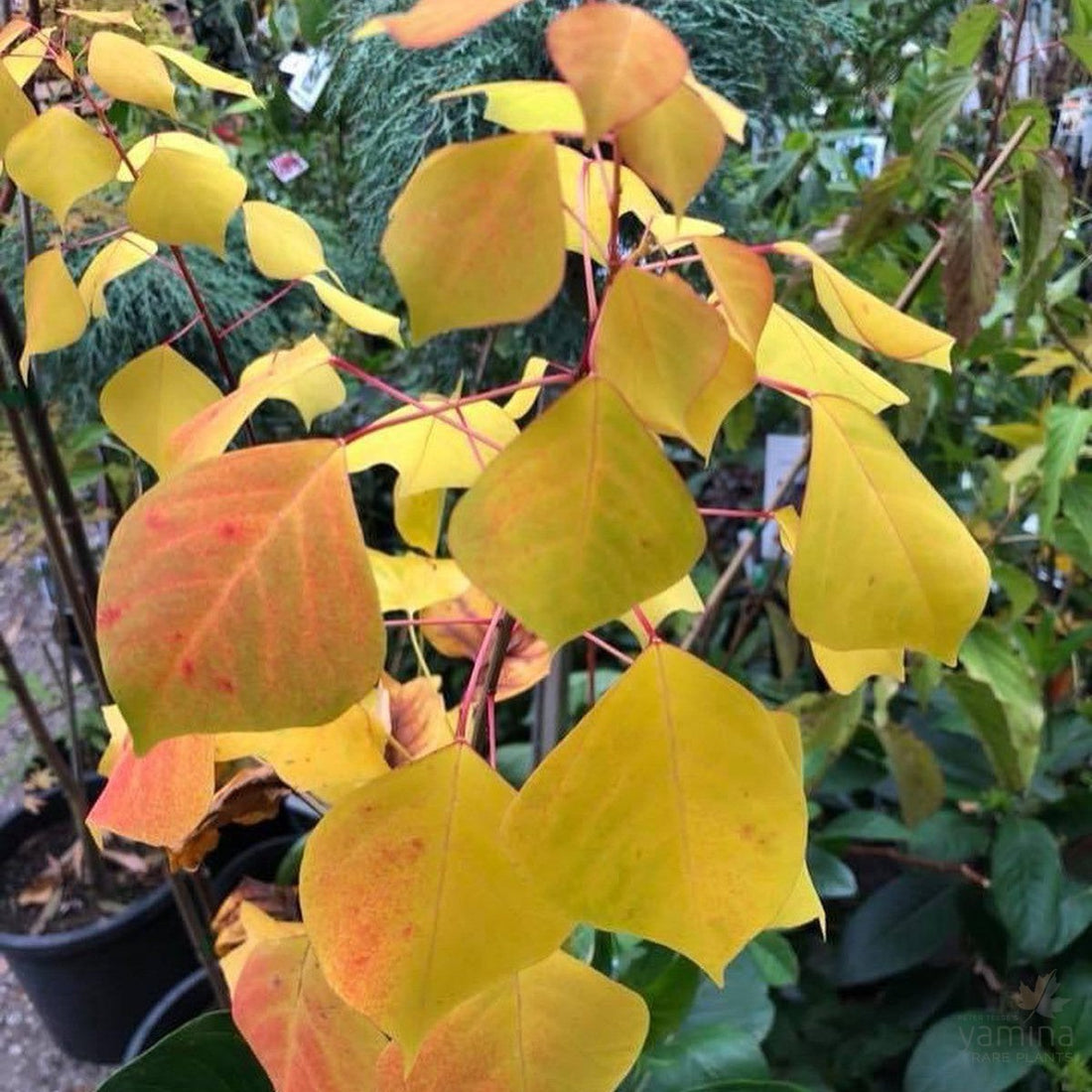 Sapium sebiferum (syn Triadica sebifera)