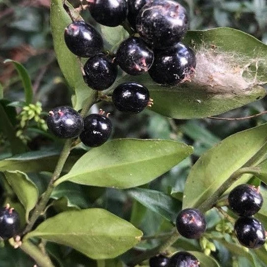 Sarcococca confusa