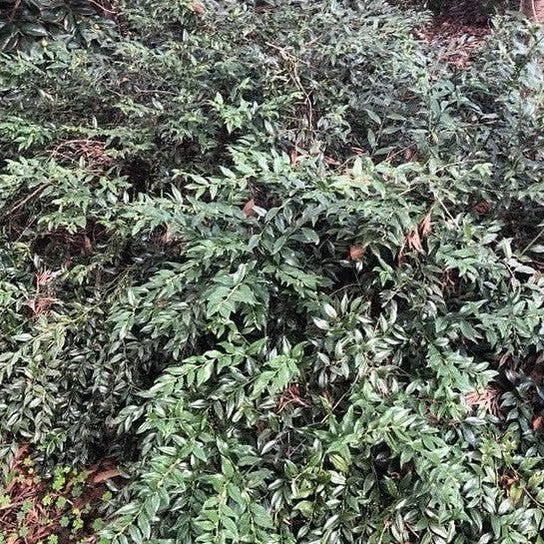 Sarcococca confusa