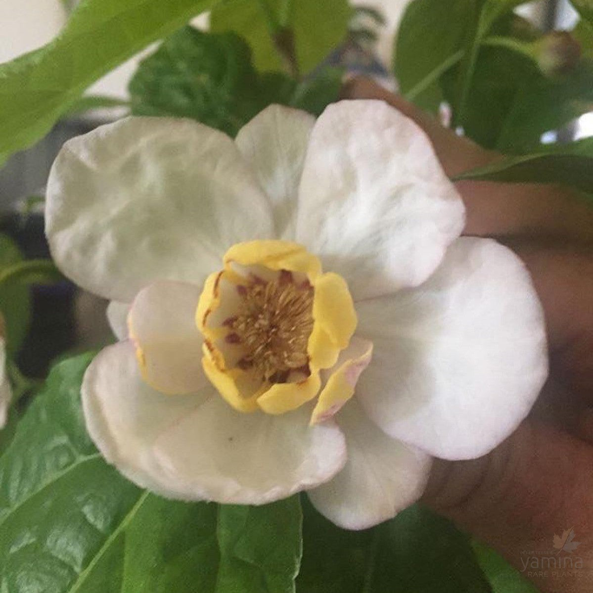 Sinocalycanthus sinensis