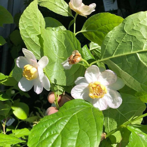 Sinocalycanthus sinensis