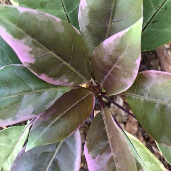 Solandra maxima Variegata (Chalice vine)