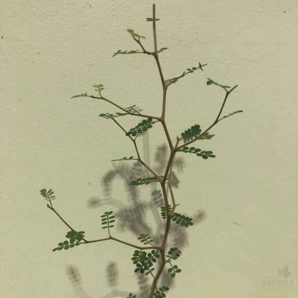 Sophora prostrata Little Baby