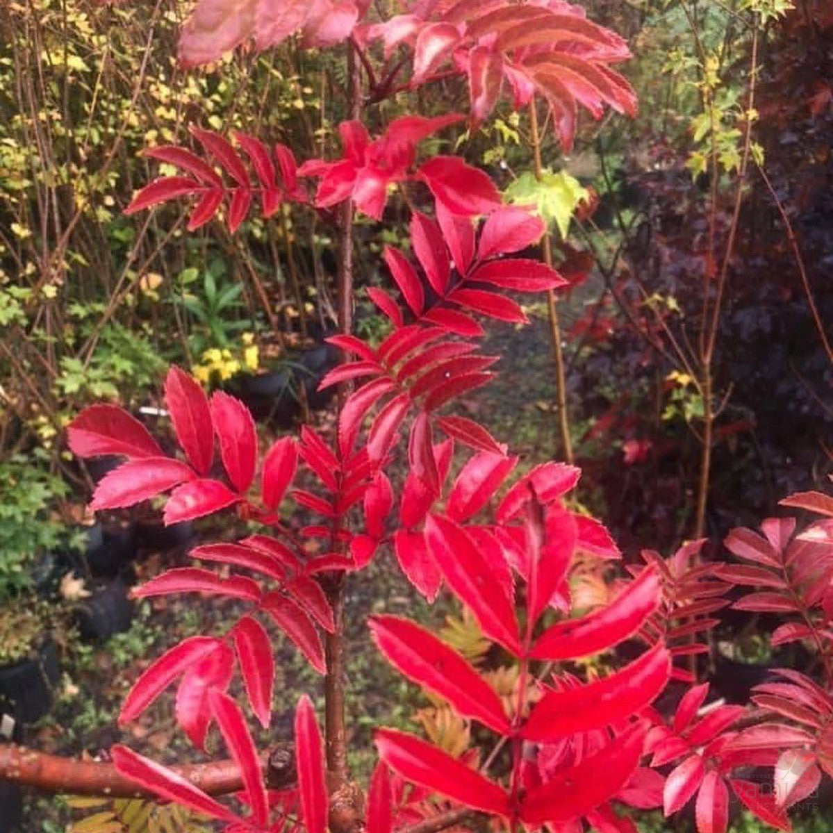 Sorbus commixta