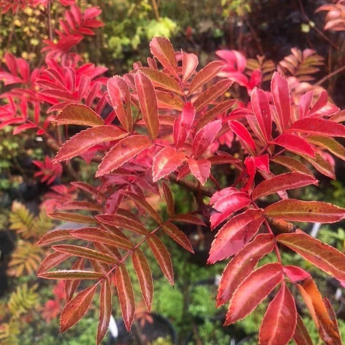 Sorbus commixta